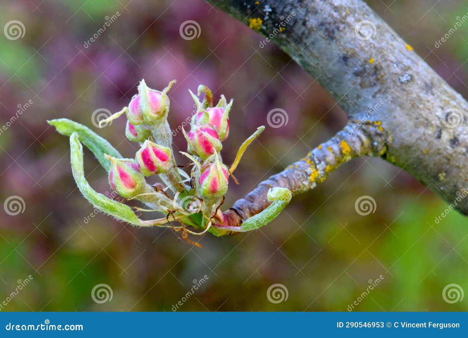 Pear Blossom Pink Bud Cluster 03 Stock Image - Image of blossoms ...
