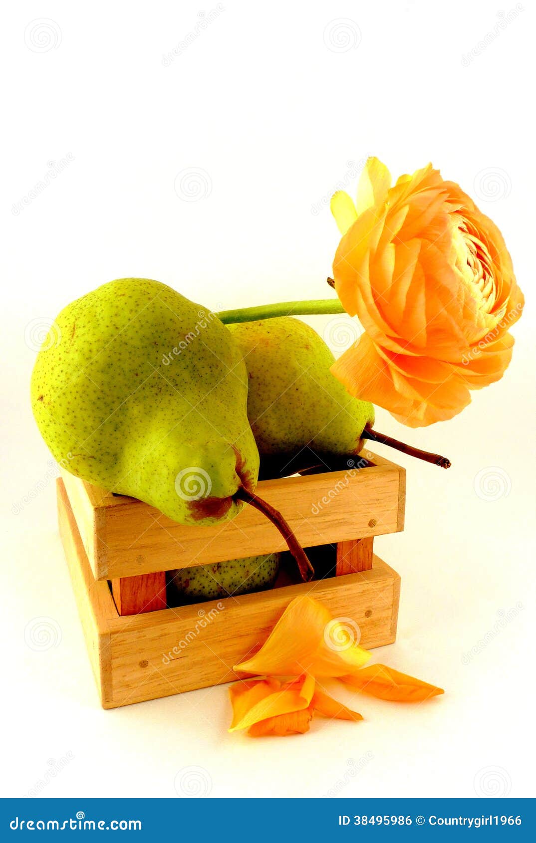 Pear box stock photo. Image of blossom, trees, plants - 38495986