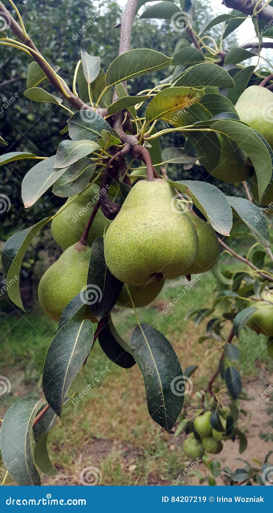 Pear Branch stock image. Image of plants, peache, leaves - 84207219