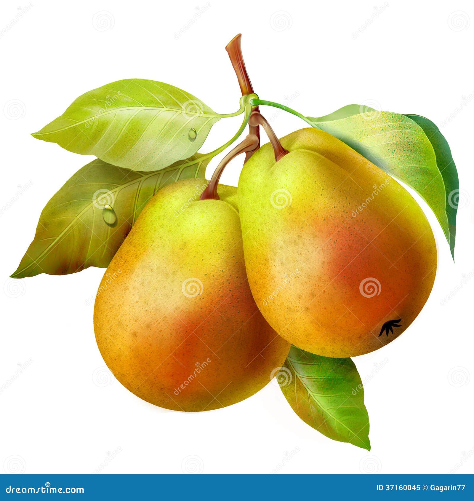 Pear View Stock Illustrations – 1,092 Pear View Stock Illustrations ...