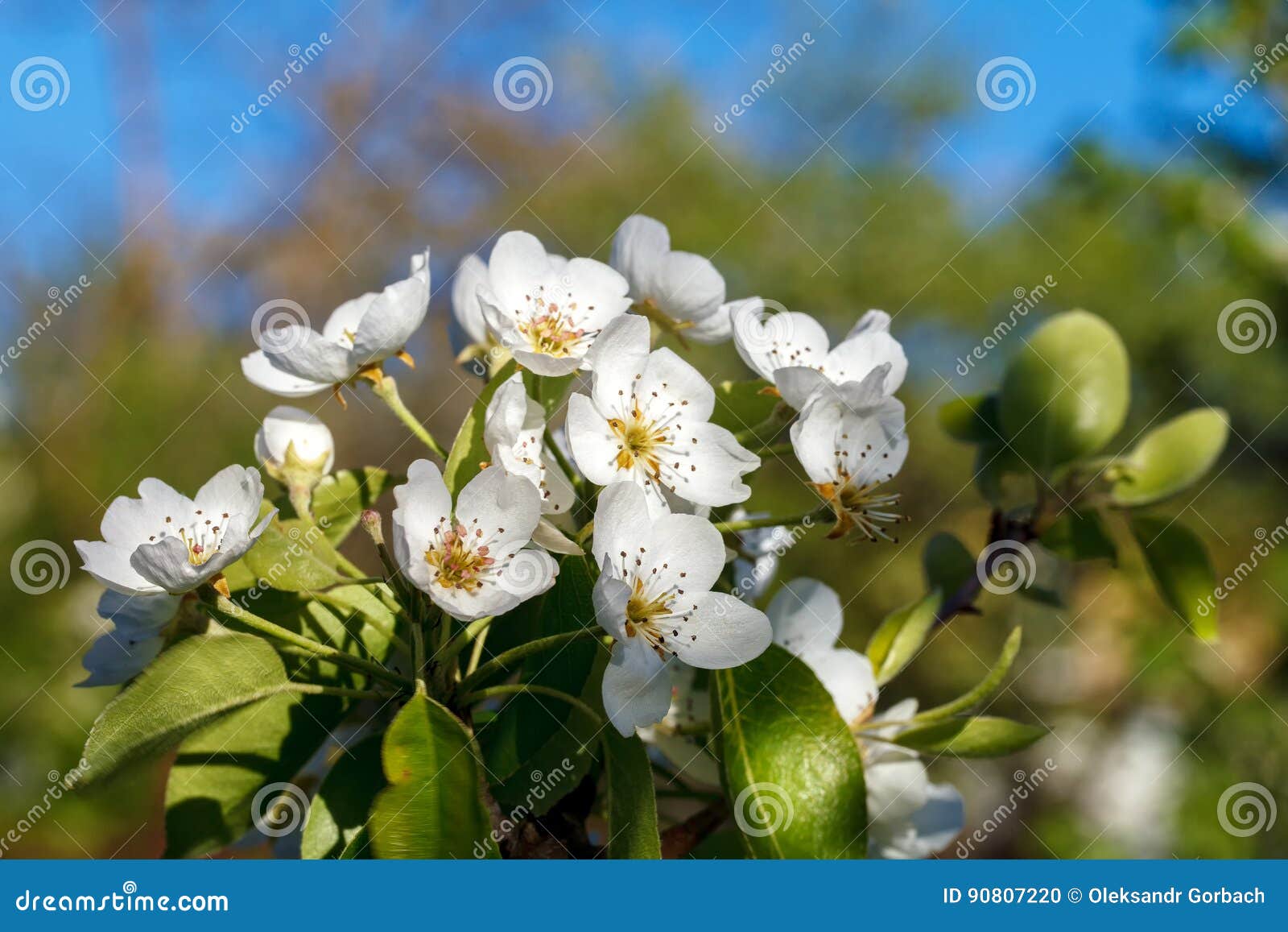 Pear Branch with Flowering Inflorescences Stock Photo - Image of abloom ...