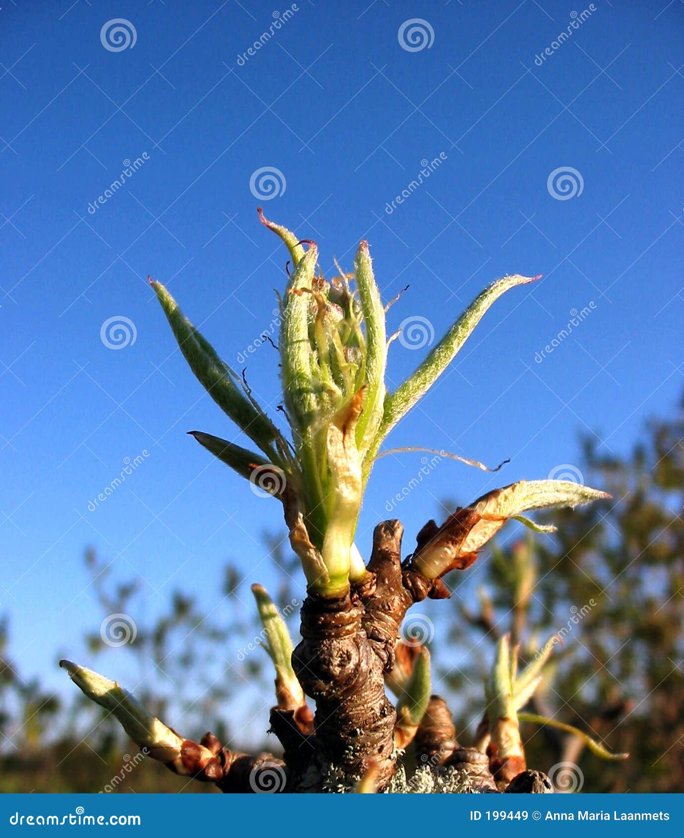 Pear bud vol2 stock image. Image of tree, pear, spring - 199449