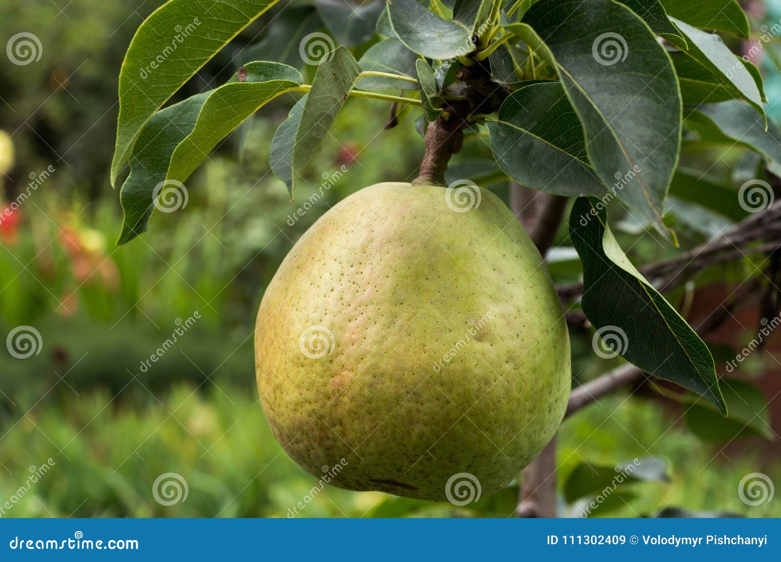 Pear on the Columnar Pear Tree Stock Image - Image of columnar, nature ...