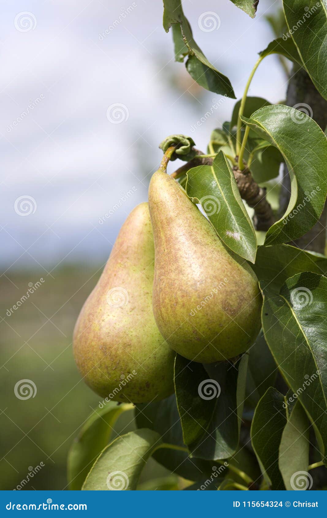 Pear crop stock photo. Image of crop, color, cultivation - 115654324