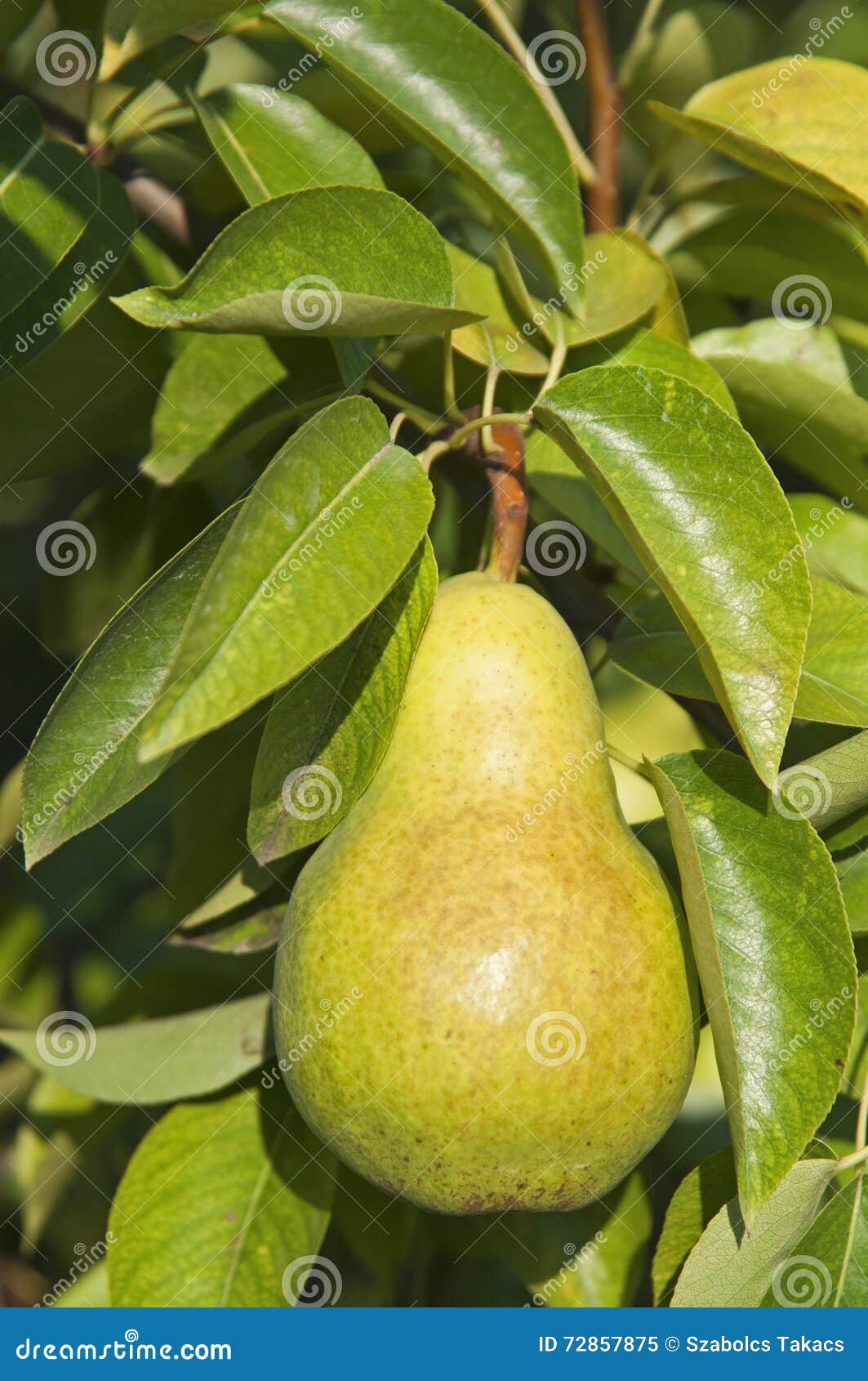 Pear crop on tree stock image. Image of perfection, green - 72857875