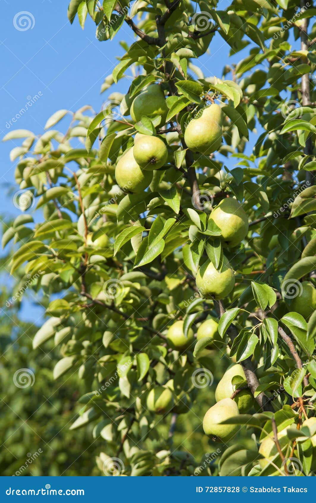 Pear crops on tree stock photo. Image of sunlight, agriculture - 72857828