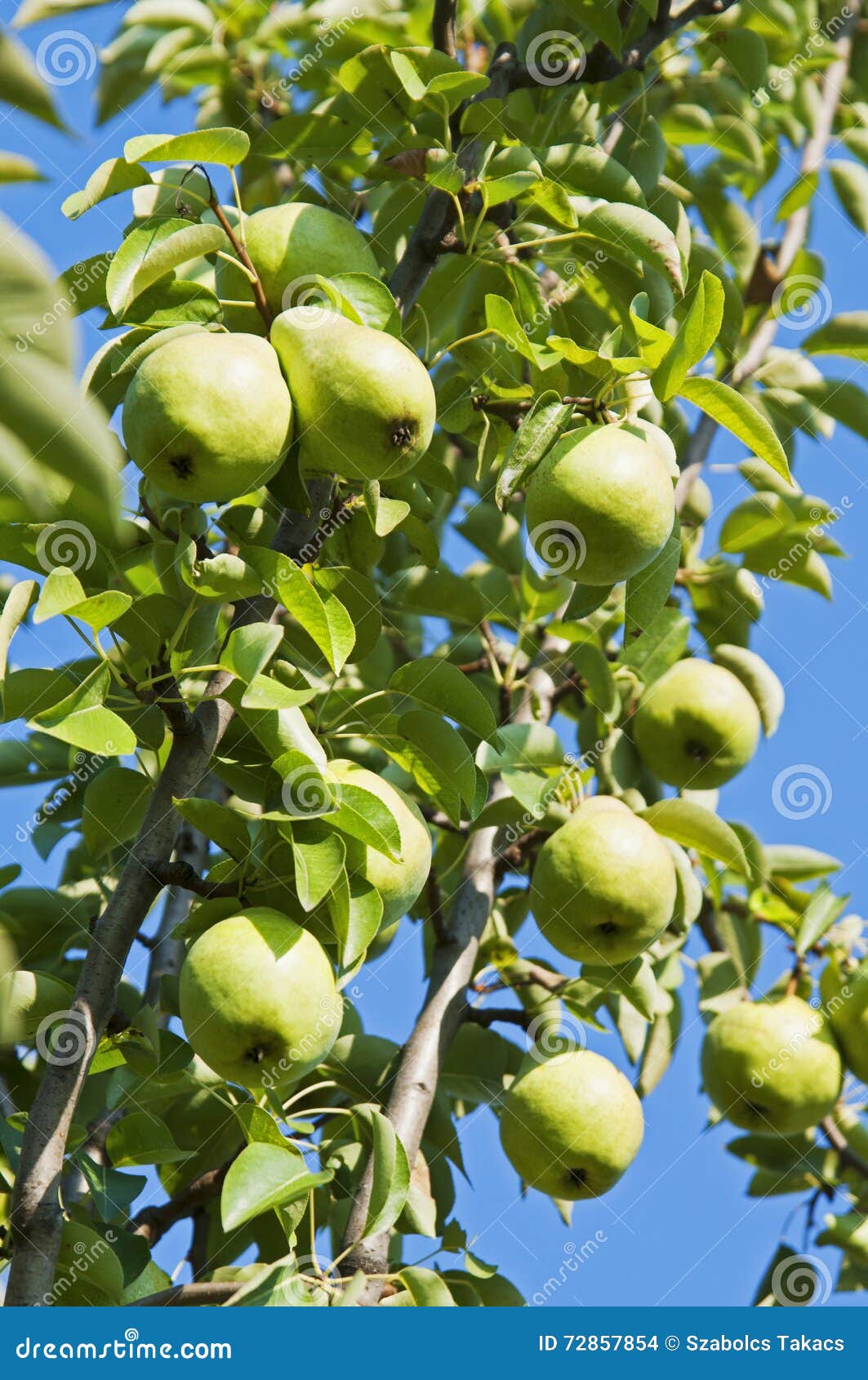 Pear crops on tree stock photo. Image of nature, leaf - 72857854