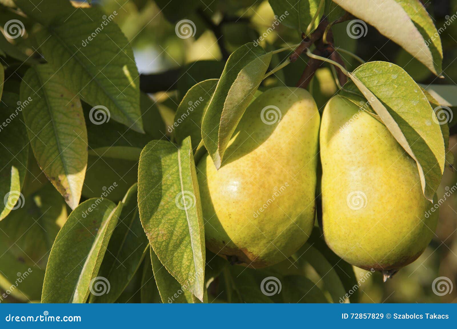 Pear crops on tree stock image. Image of plant, pears - 72857829