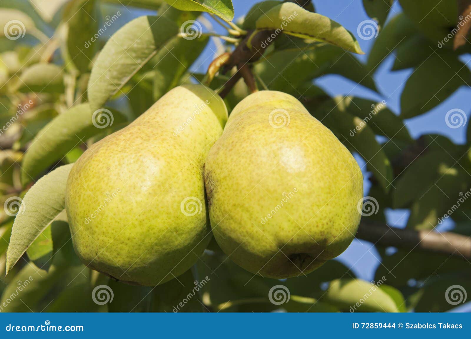 Pear crops on tree stock photo. Image of environment - 72859444