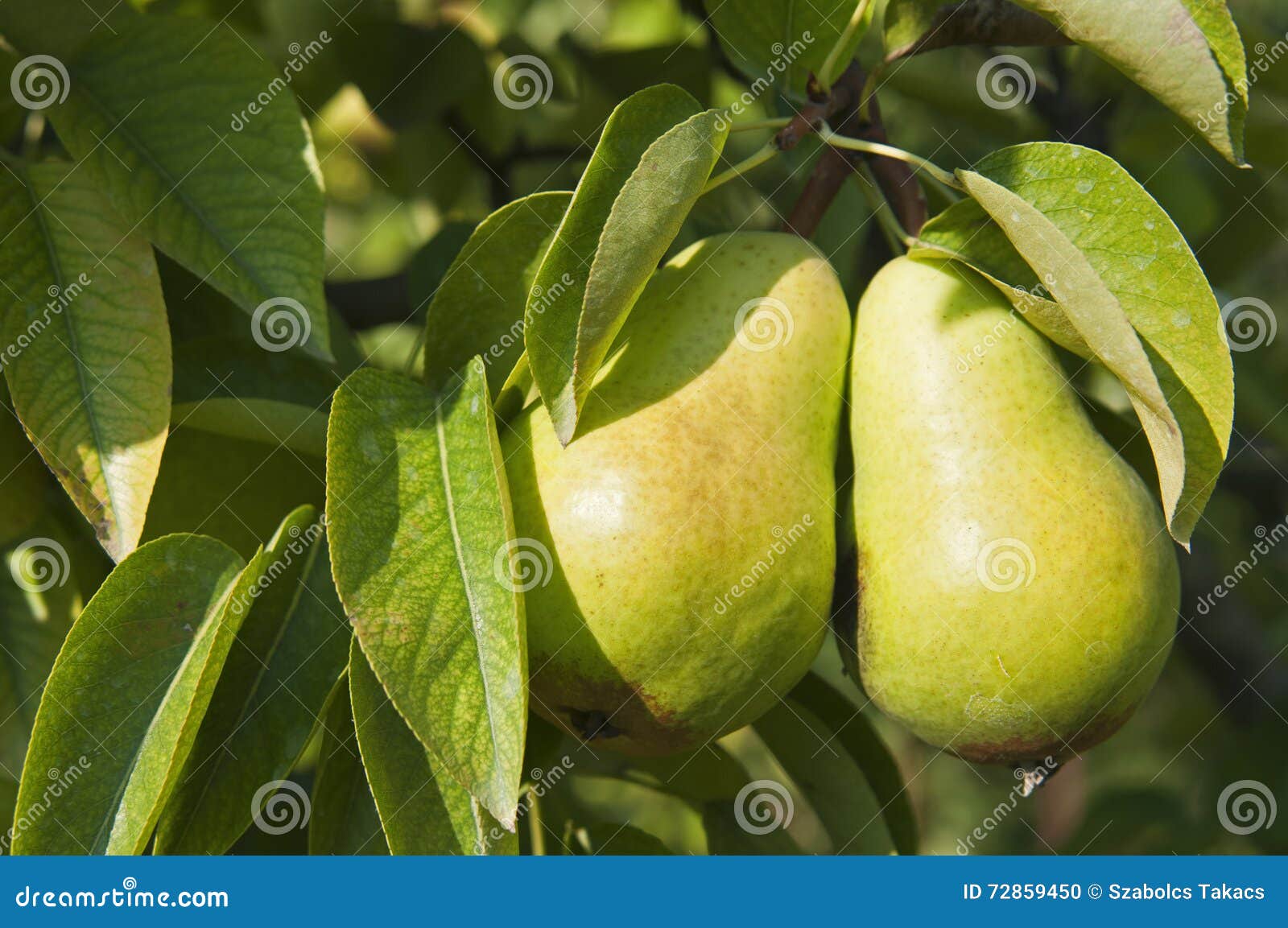 Pear crops on tree stock photo. Image of green, season - 72859450