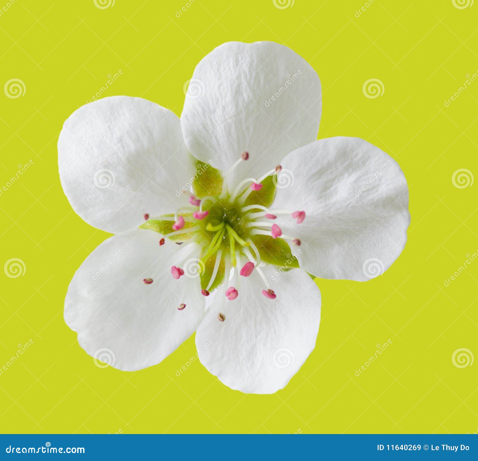 Pear Flower stock image. Image of summer, decoration - 11640269