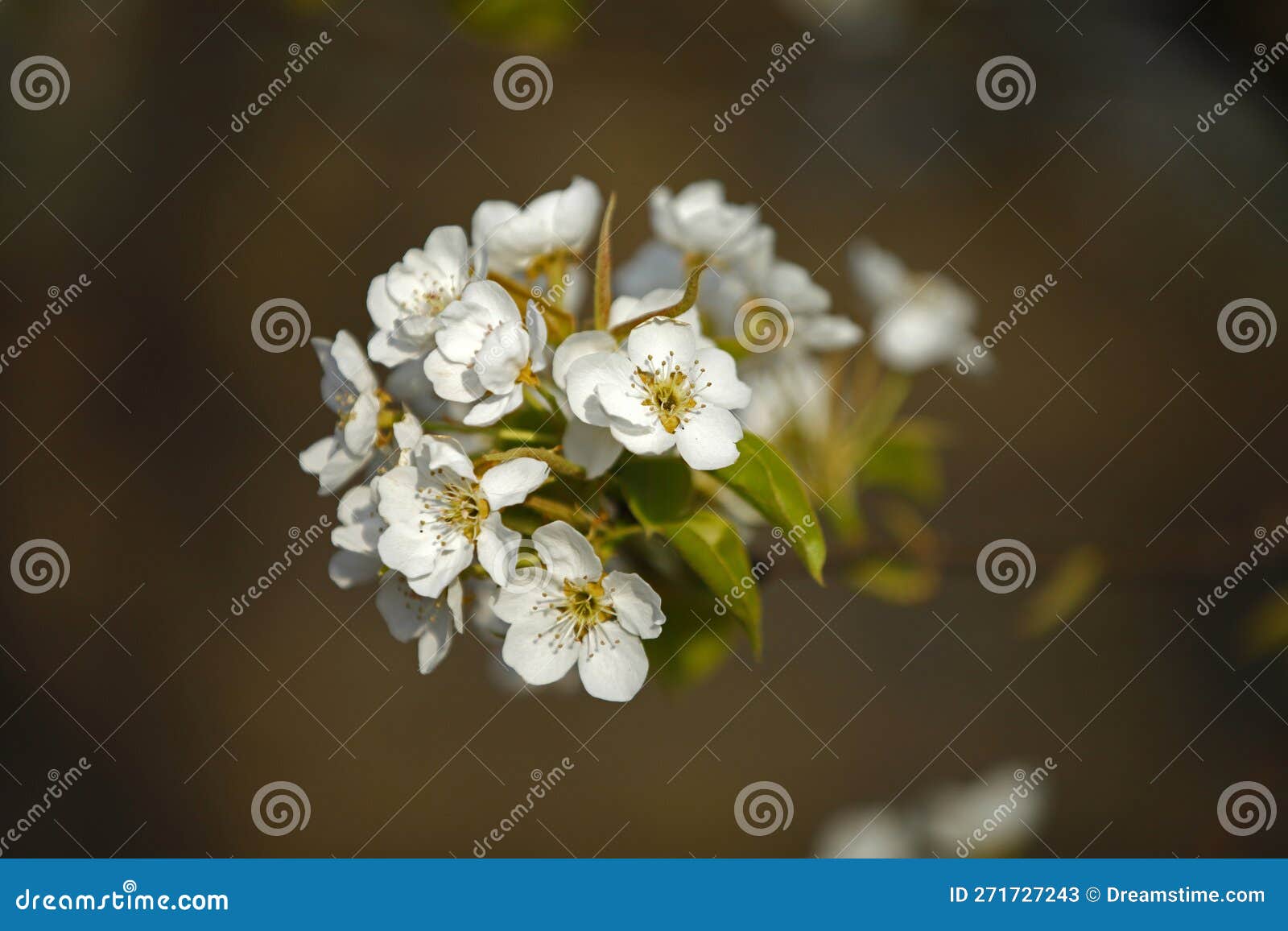 Pear flower stock image. Image of botany, summer, countryside - 271727243