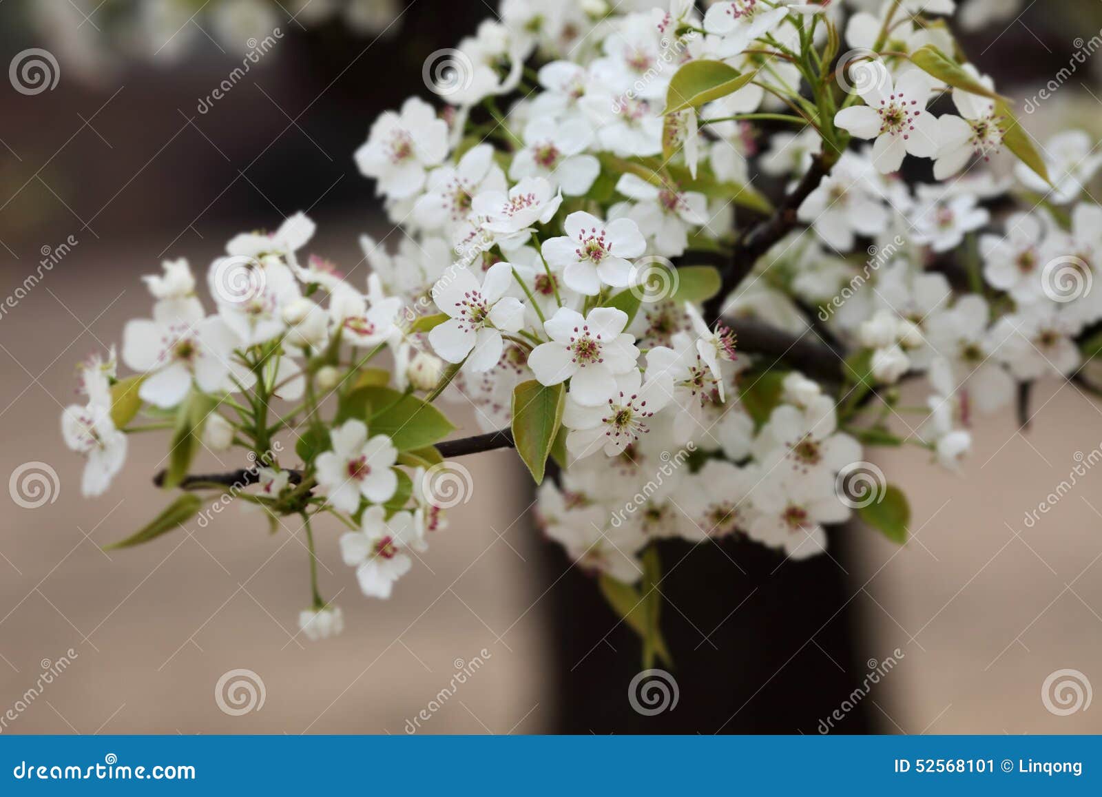 Pear flower in April stock image. Image of beauty, april - 52568101