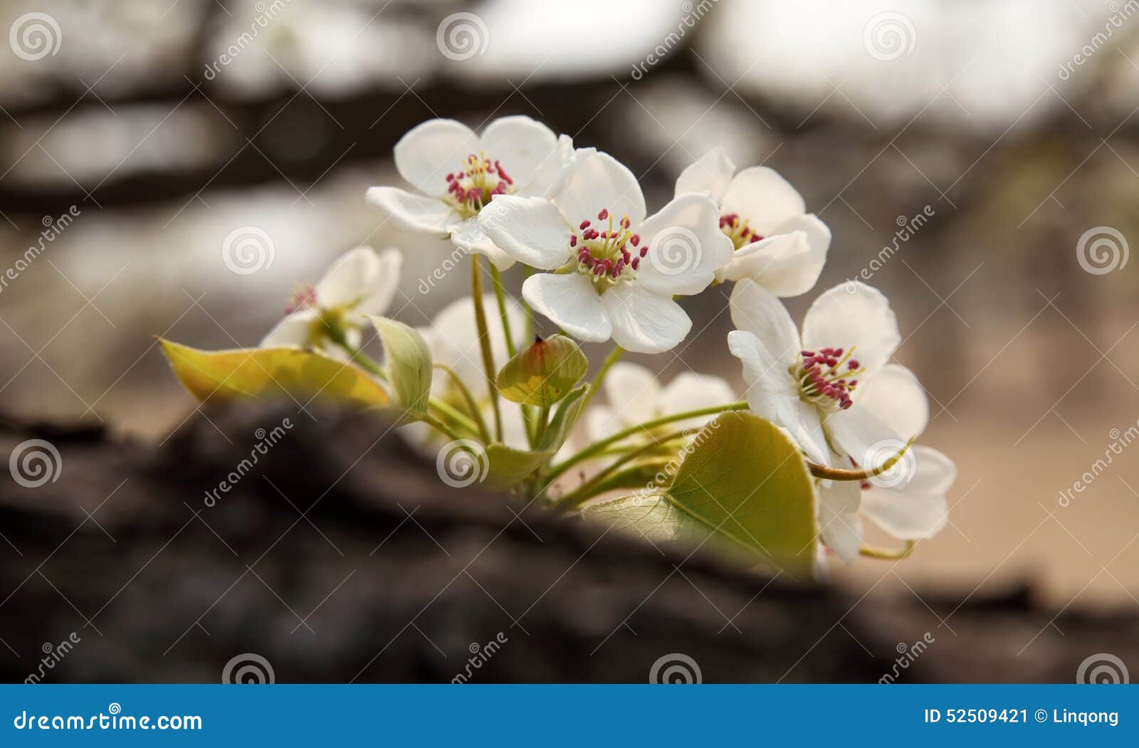 Pear flower in April stock image. Image of flower, beautiful - 52509421