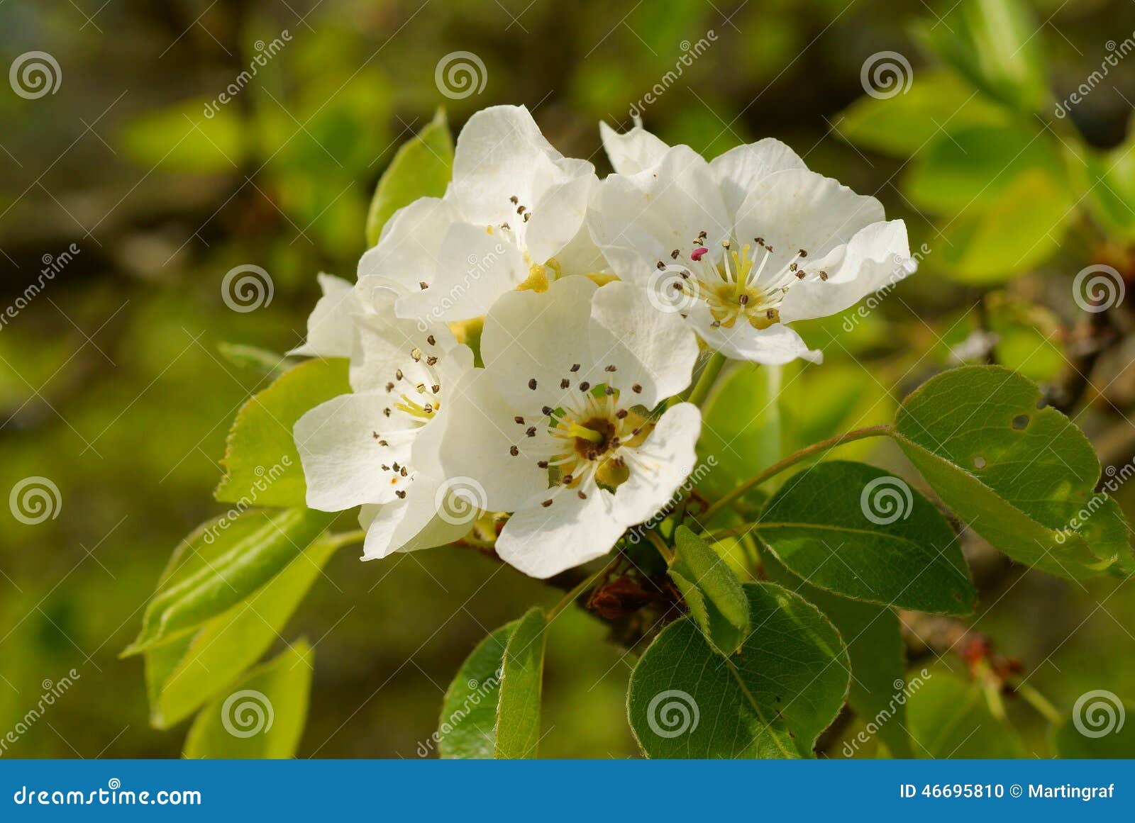 Flowering European Wild Pear Tree White Blossoms, Spring Season Nature ...