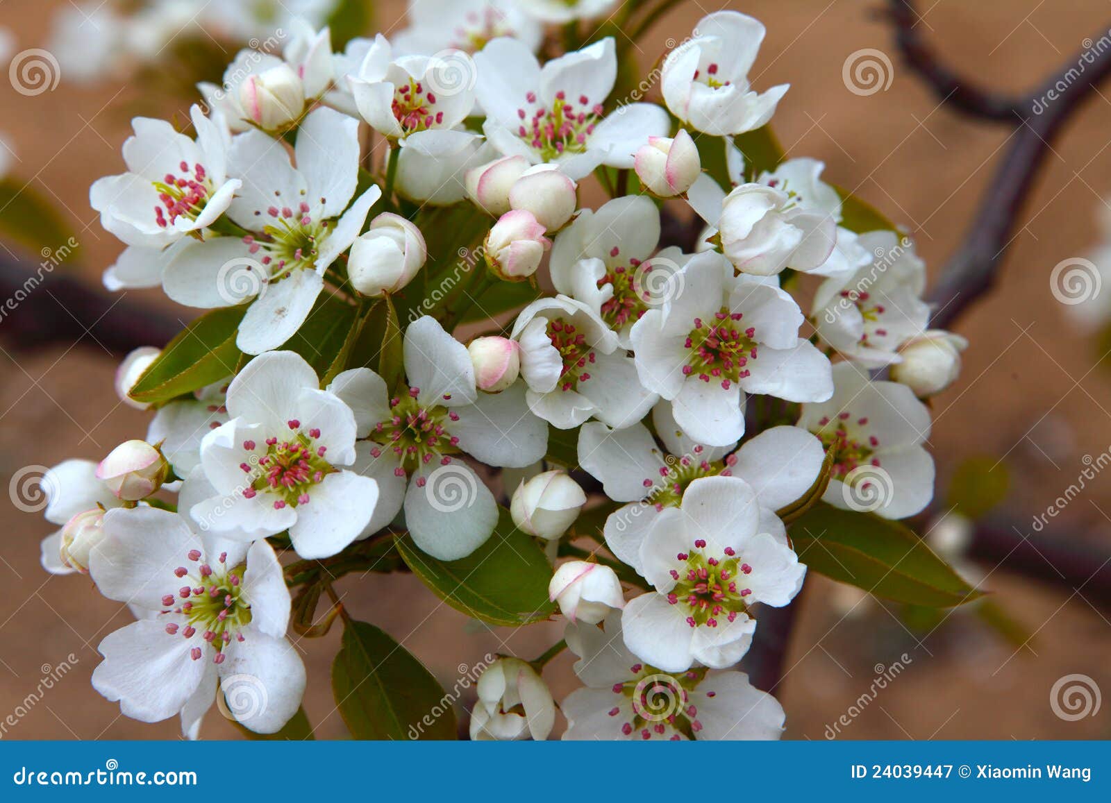Pear flowers stock image. Image of fruit, freshness, leaf - 24039447