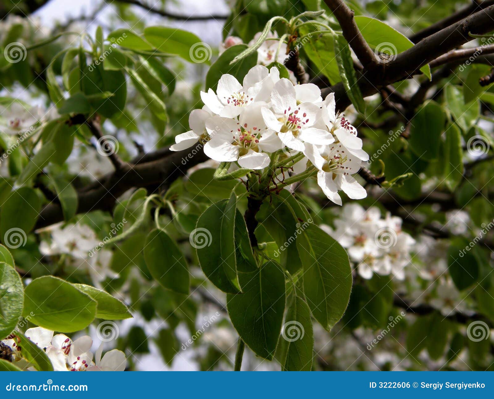 Pear flowers stock photo. Image of backgrounds, blossom - 3222606