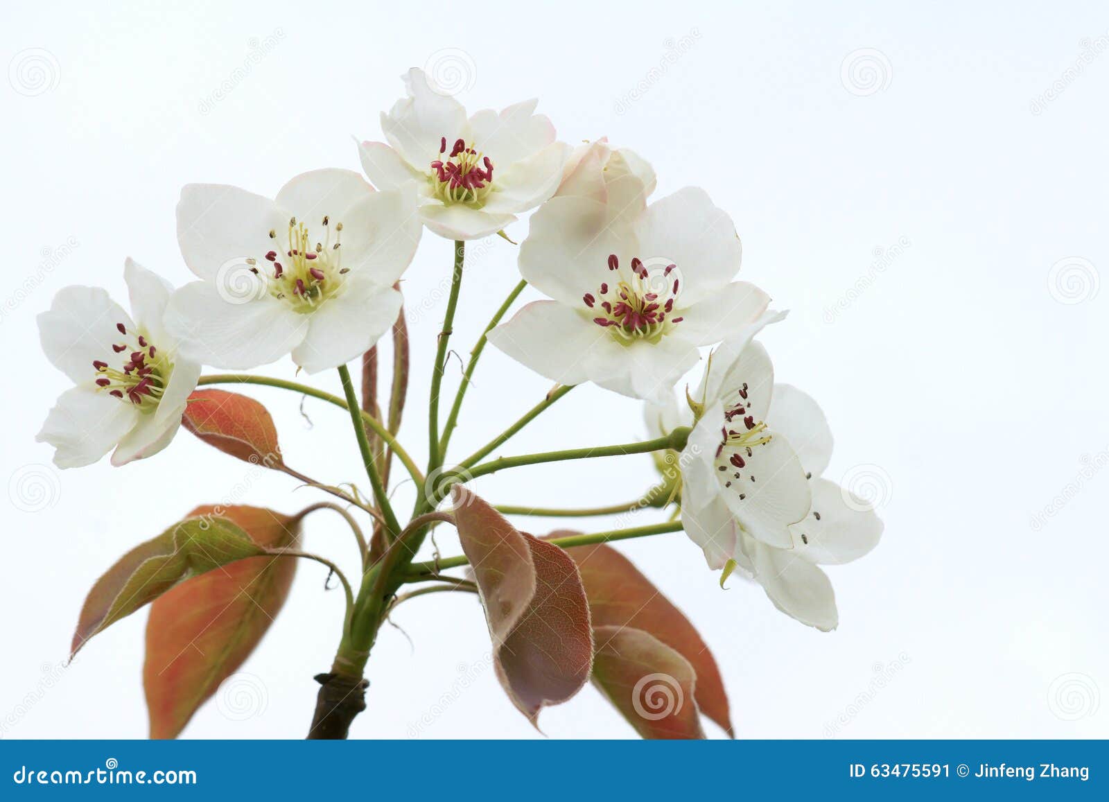 Pear flowers stock image. Image of plant, white, garden - 63475591