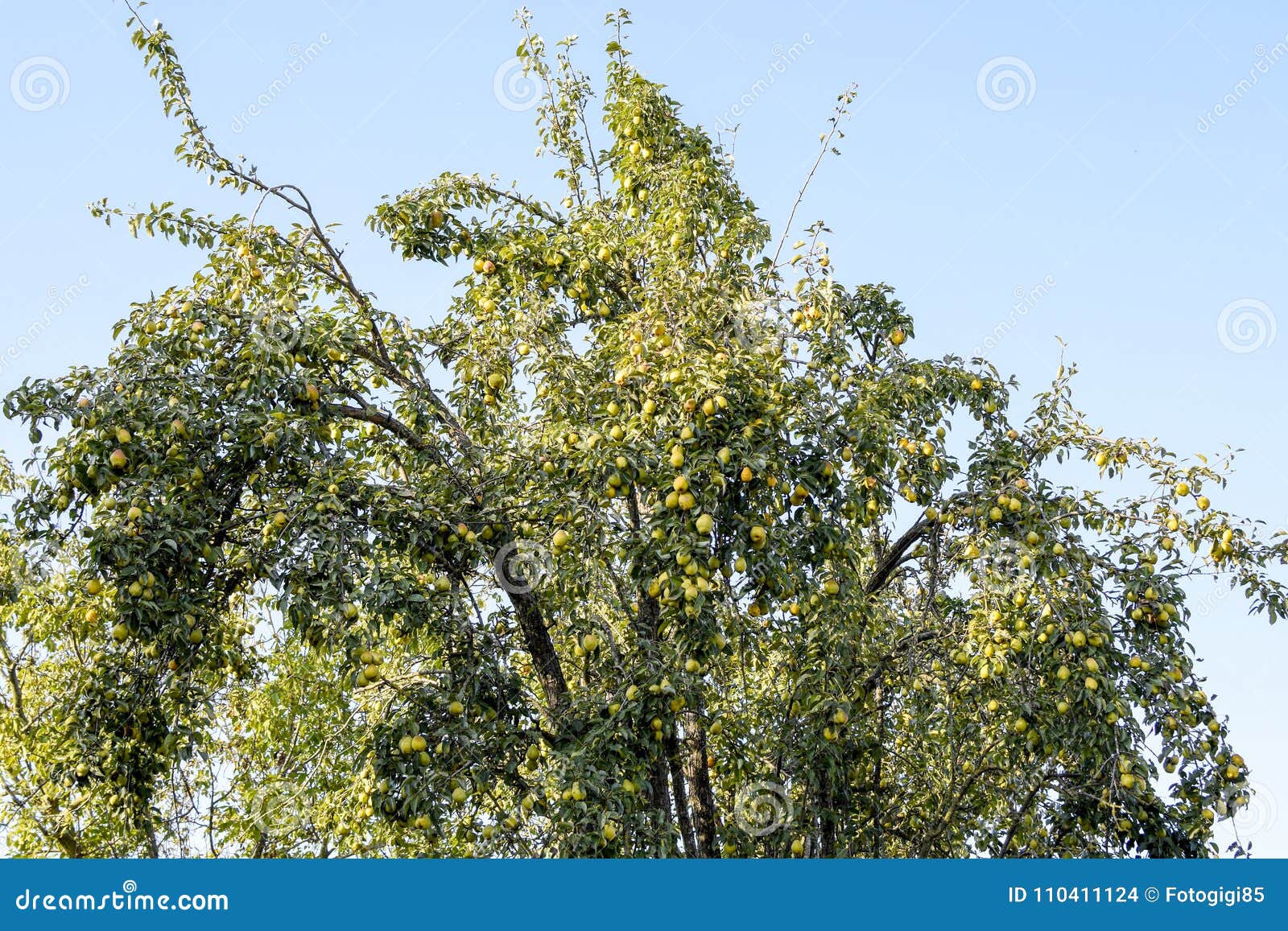 Pear Fruit on the Branches of a Tree. Pear Tree Old. Stock Photo ...
