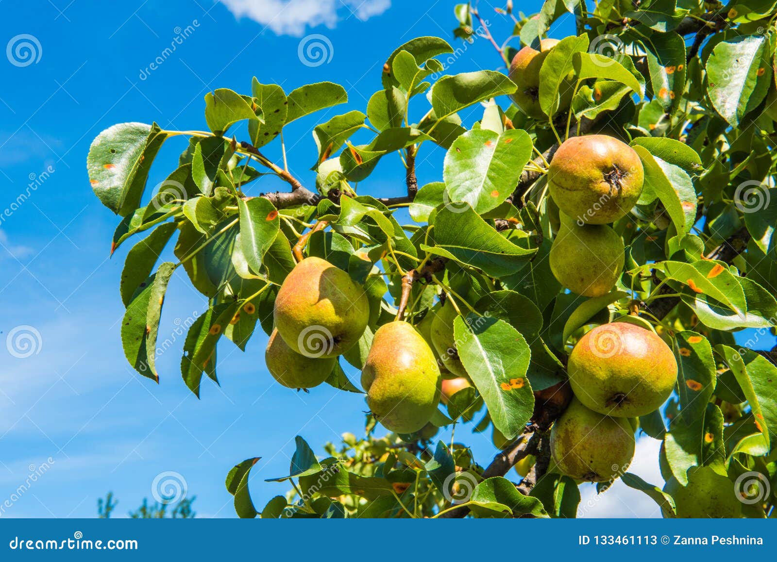 Pear Fruit on the Tree in the Blue Sky Stock Image - Image of natural ...