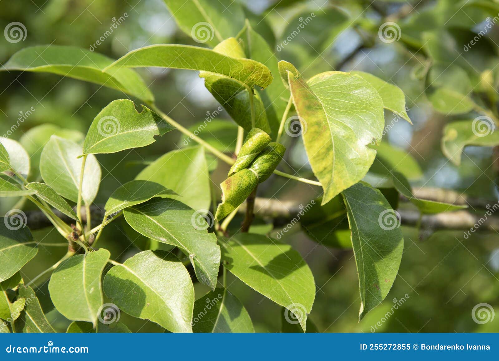 Pear Fruit Tree Branch Affected by the Disease Stock Image - Image of ...