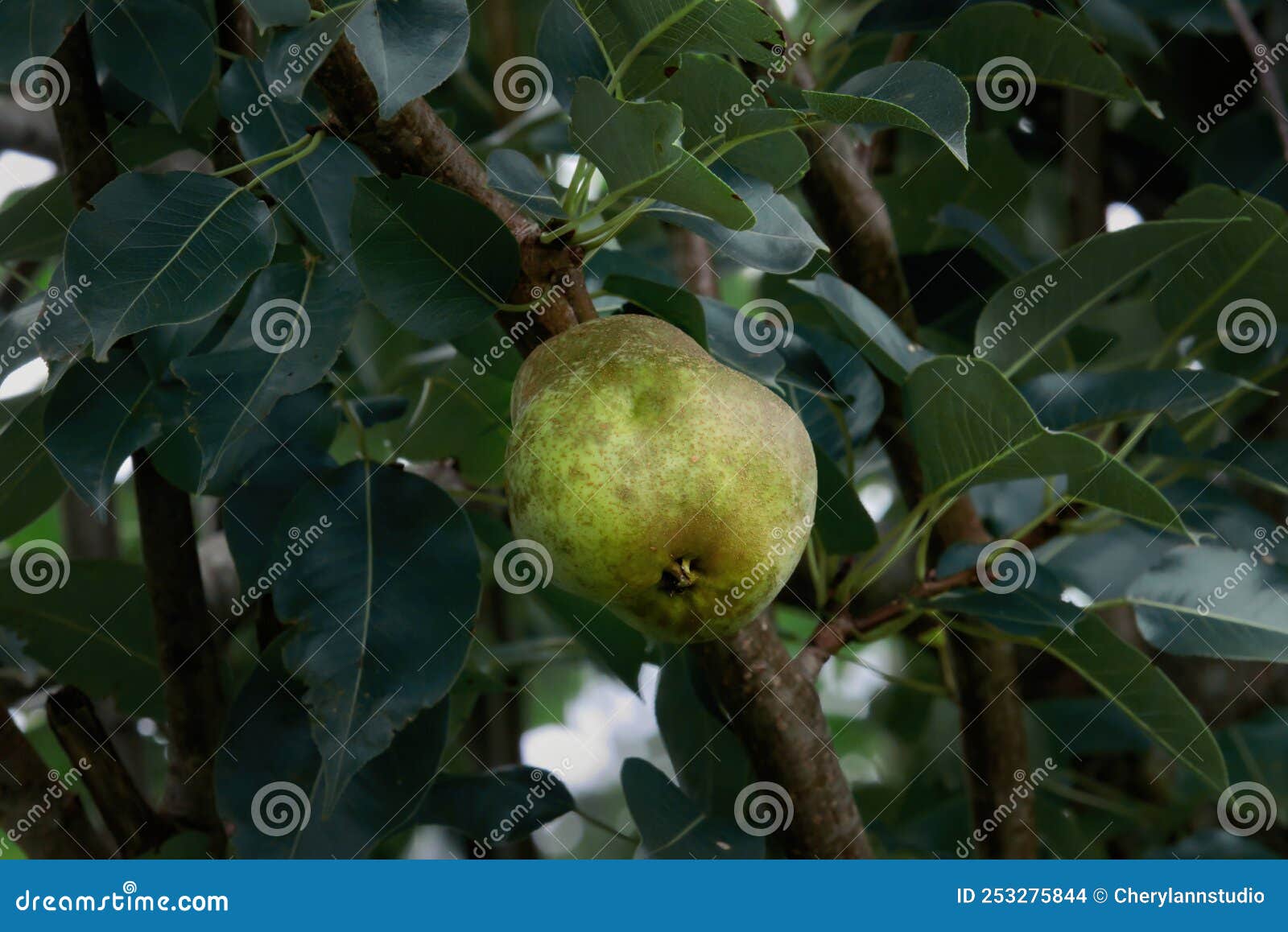Pear Fruit on the Tree in the Fruit Garden Stock Photo - Image of ...