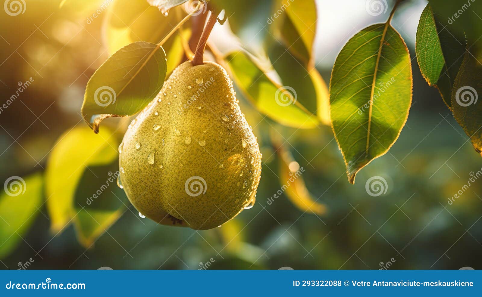 Pear Fruit on the Tree with Light Flare Glow Stock Illustration ...