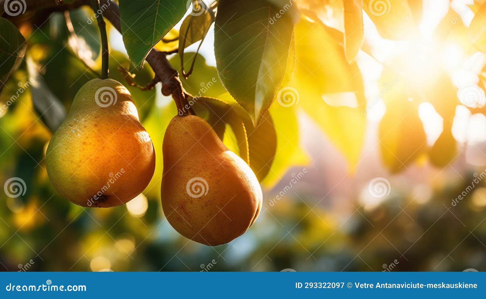 Pear Fruit on the Tree with Light Flare Glow Stock Illustration ...