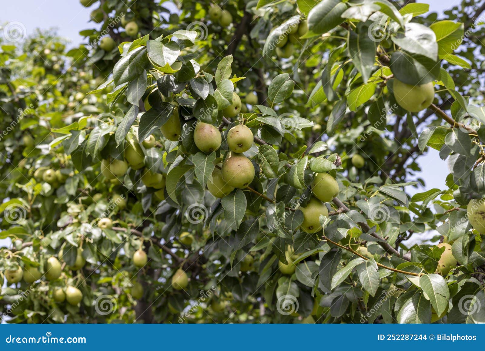 Pear Fruit Tree with Pears in the Garden Stock Photo - Image of plant ...