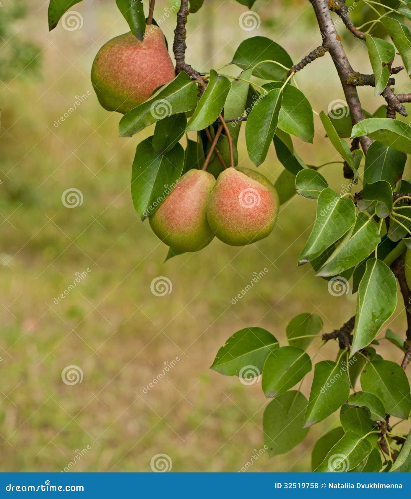 Pear fruits stock photo. Image of yellow, summer, vitamins - 32519758