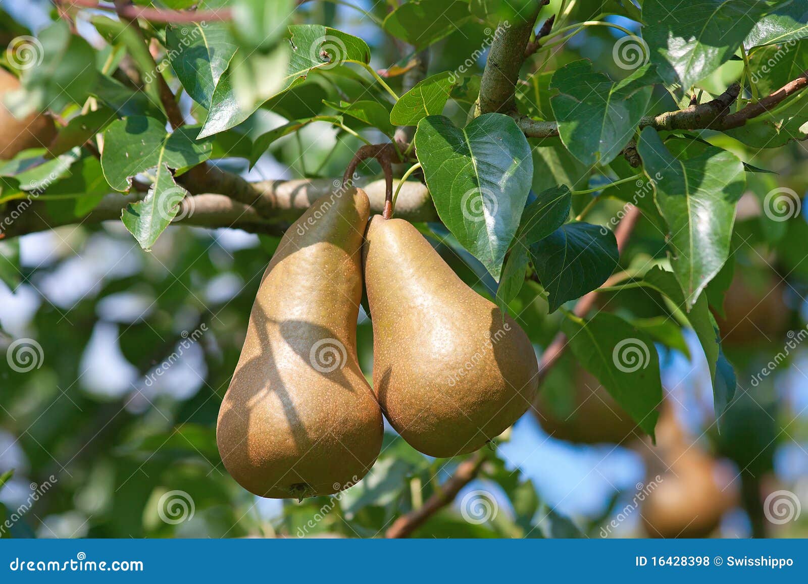 Pear garden stock photo. Image of growth, juicy, leaf - 16428398