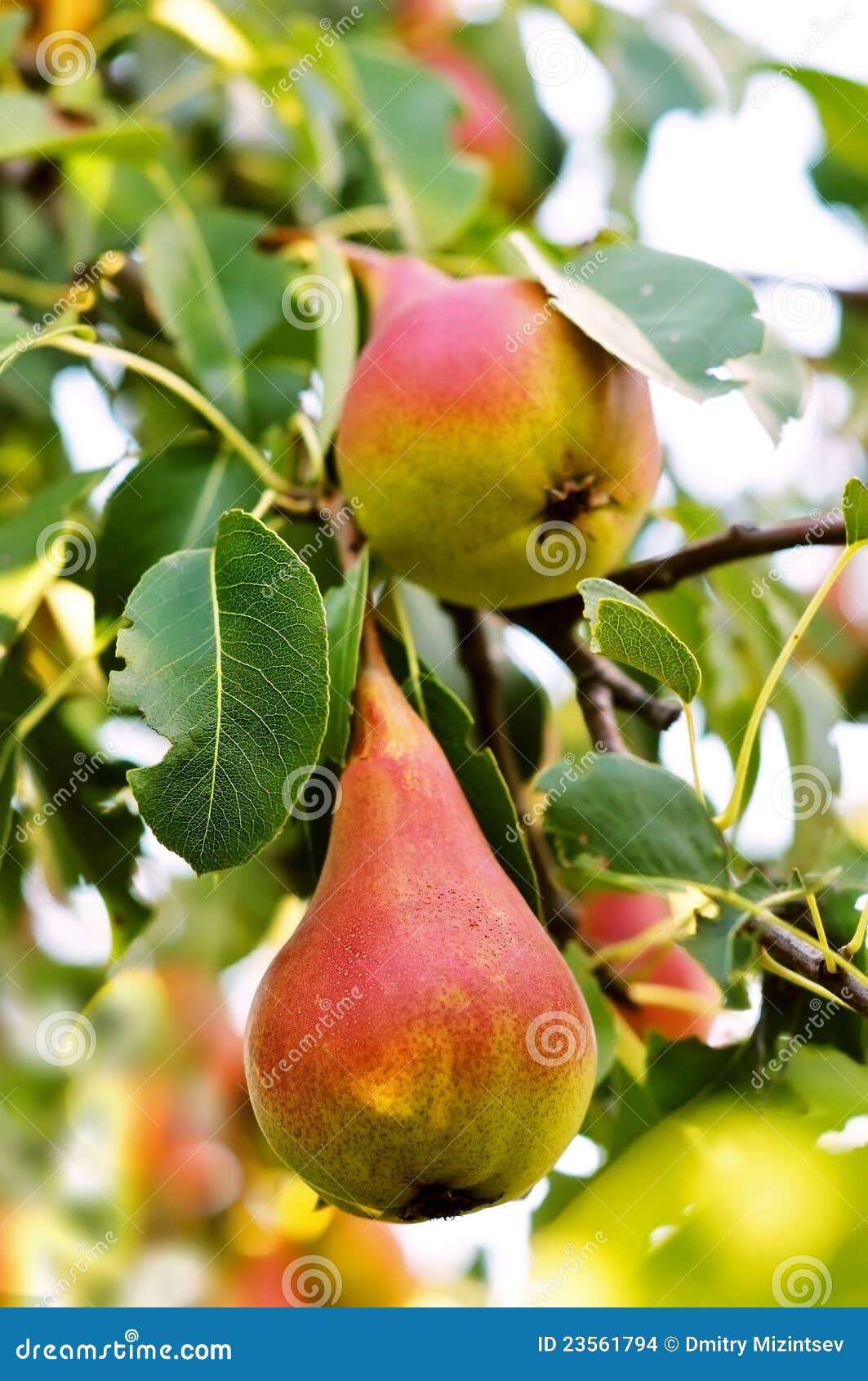 Pear garden stock photo. Image of organic, growth, color - 23561794