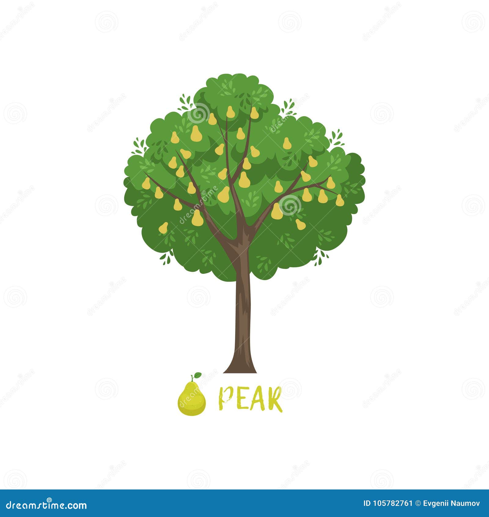 Pear Garden Fruit Tree with Name Vector Illustration Stock Vector ...