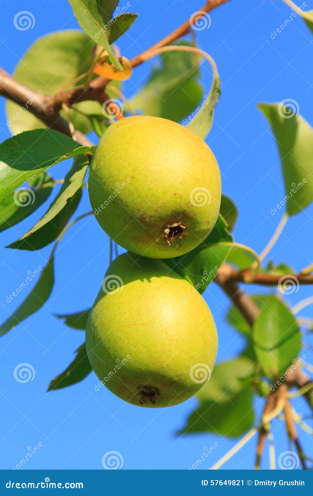 Pear stock image. Image of fresh, pear, tasty, texture - 57649821