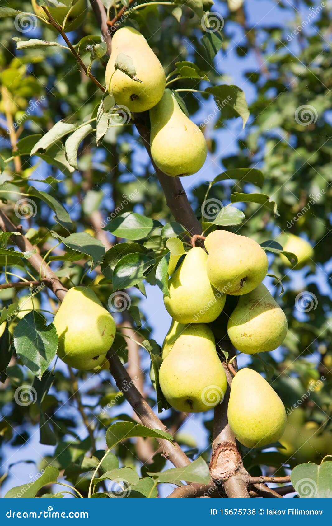 Pear growing in garden stock photo. Image of branch, harvesting - 15675738