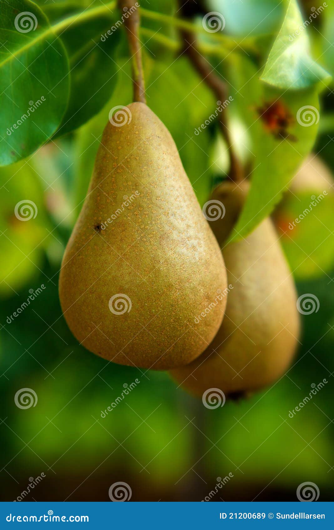Pear hanging from a tree stock image. Image of ripe, growth - 21200689