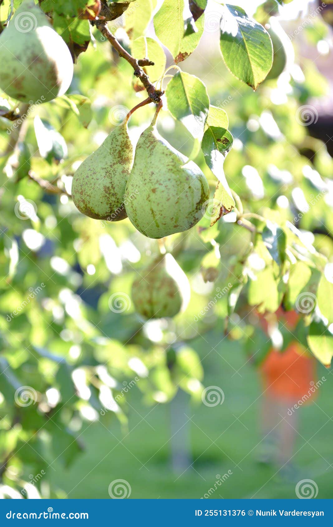 Pear hanging on a tree stock photo. Image of branches - 255131376