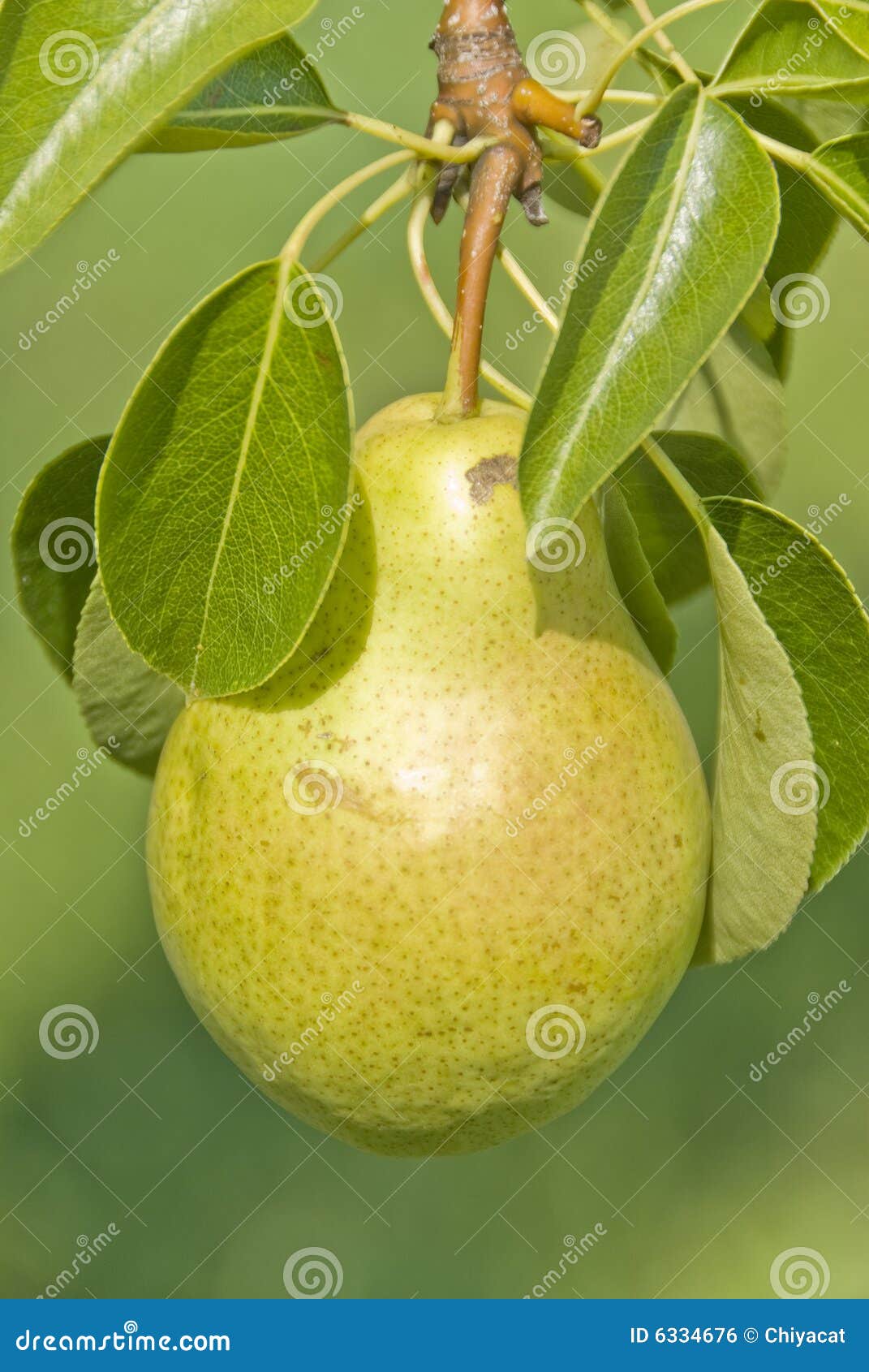 A Pear Hanging on the Tree stock photo. Image of healthy - 6334676