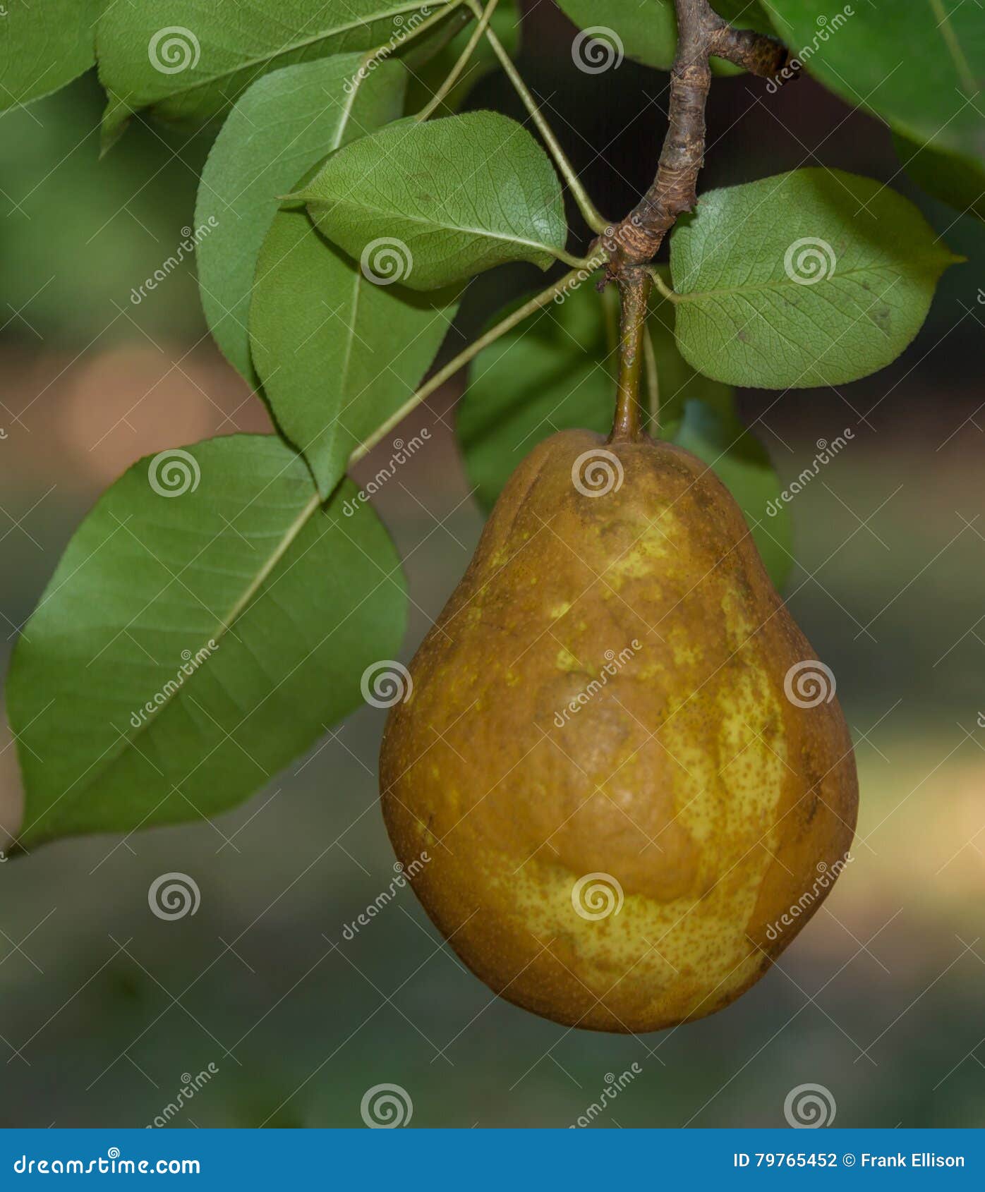Pear stock photo. Image of leaves, nature, pear, good - 79765452