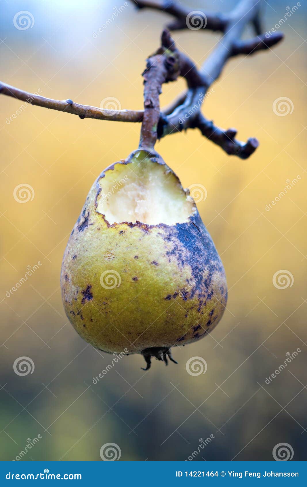 Pear ina tree stock photo. Image of mark, bite, dented - 14221464