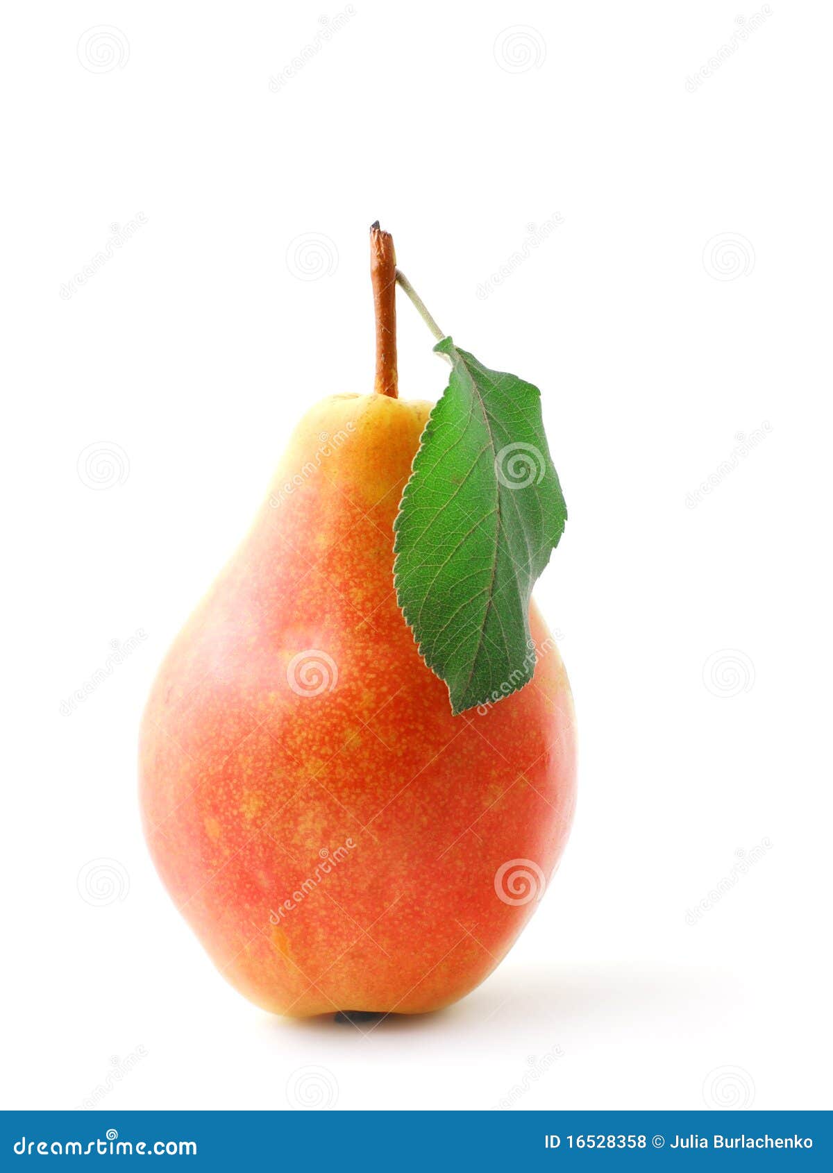 Pear with leaf stock photo. Image of gourmet, nutrient - 16528358