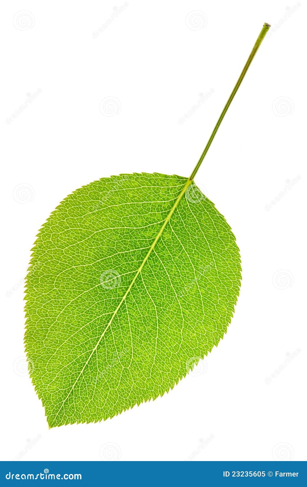 Pear leaf stock image. Image of aromatic, spring, aroma - 23235605