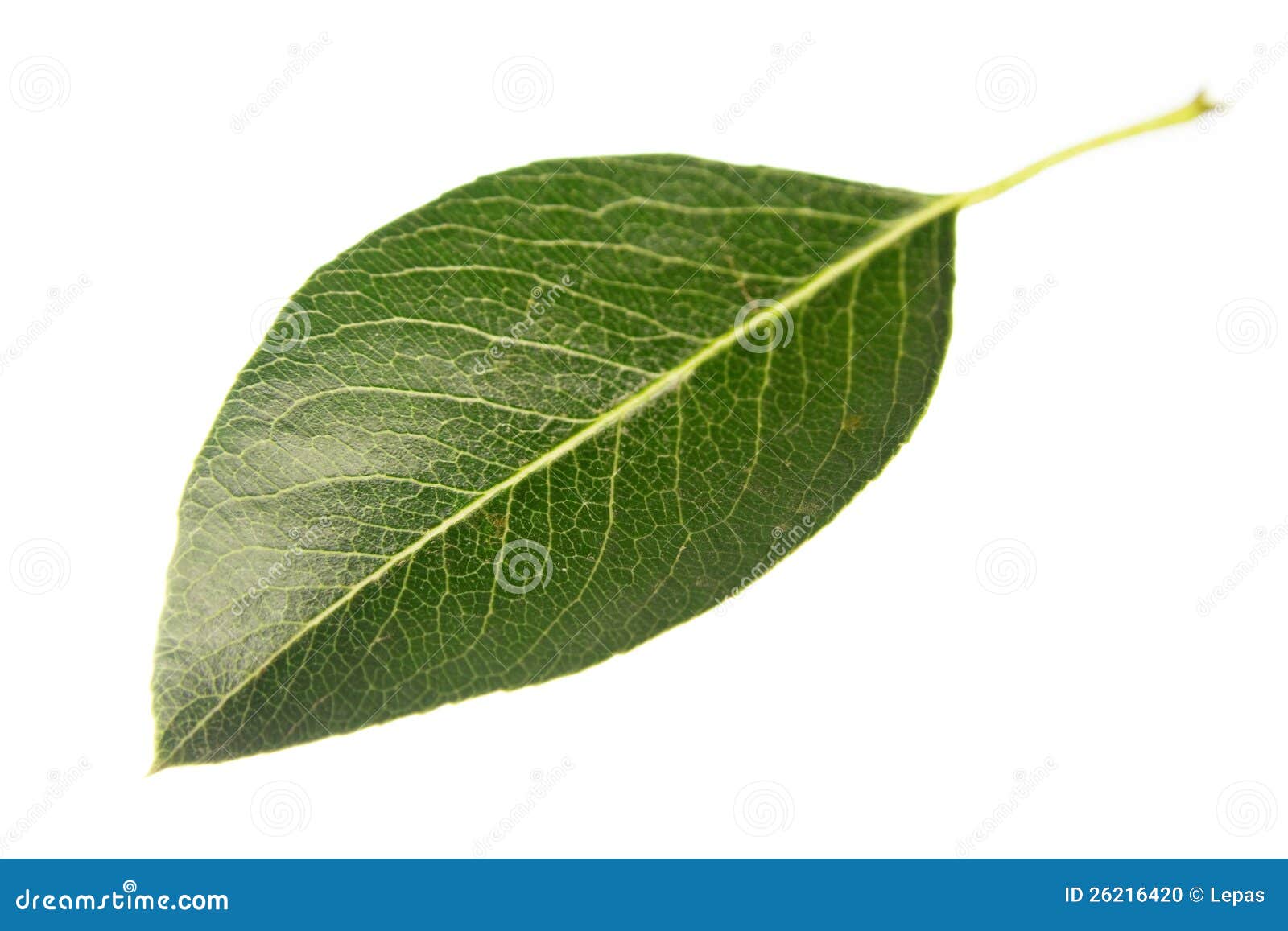 Pear leaf stock photo. Image of white, leaf, macro, leave - 26216420