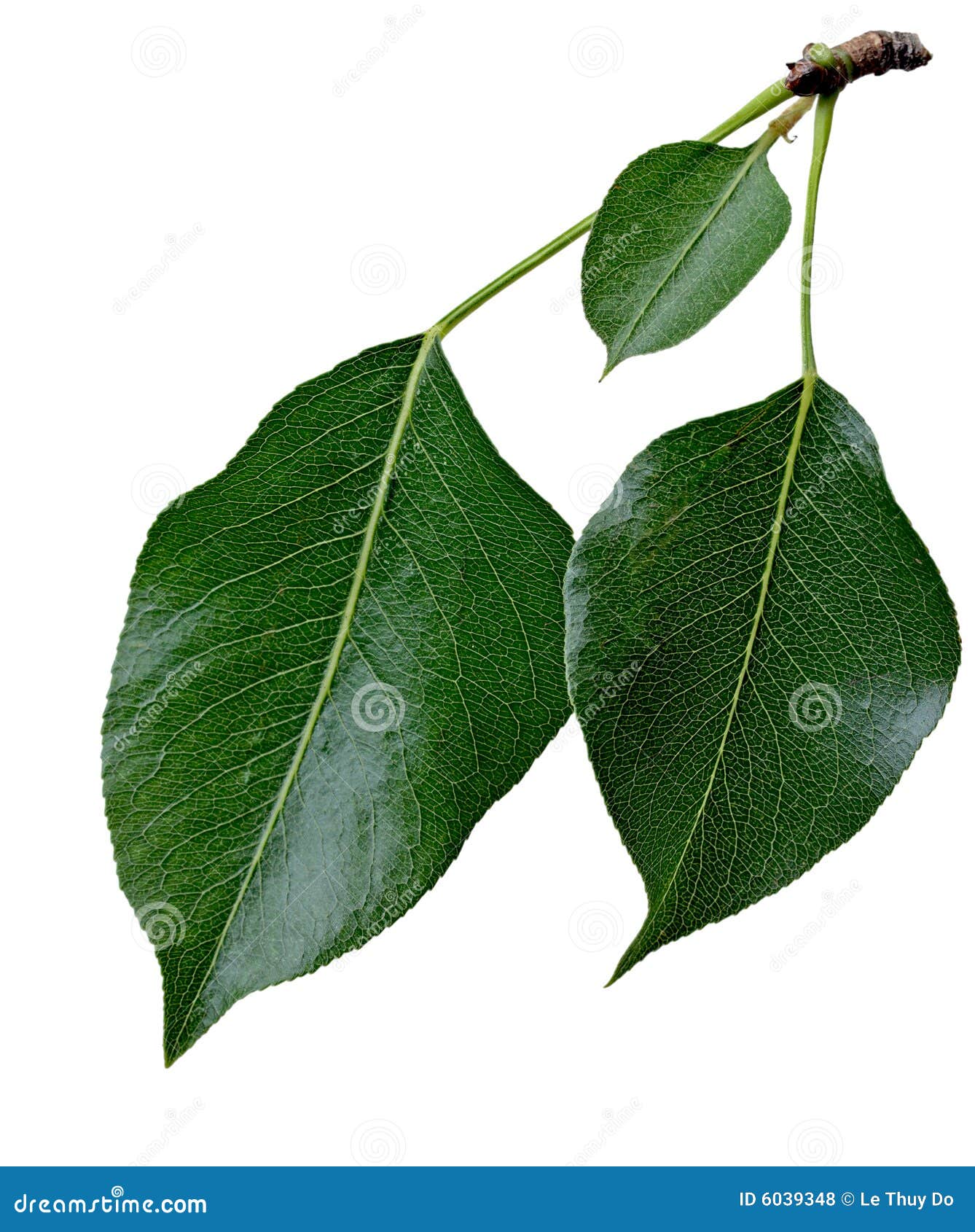 Pear Leaves