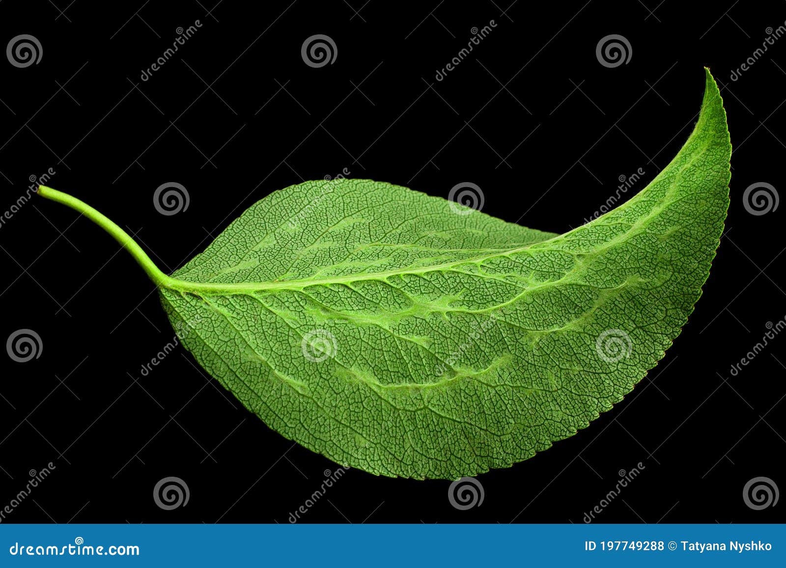 Pear leaf back side stock photo. Image of leaf, organic - 197749288