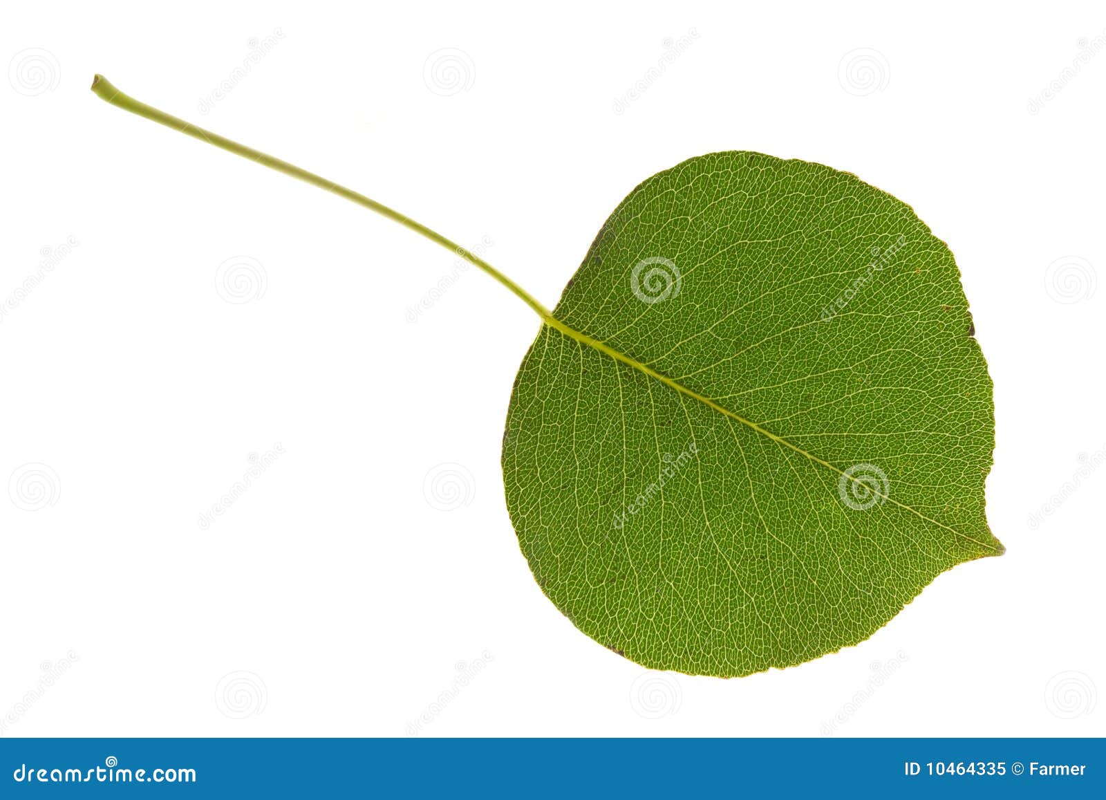 Pear leaf on isolated stock image. Image of structure - 10464335