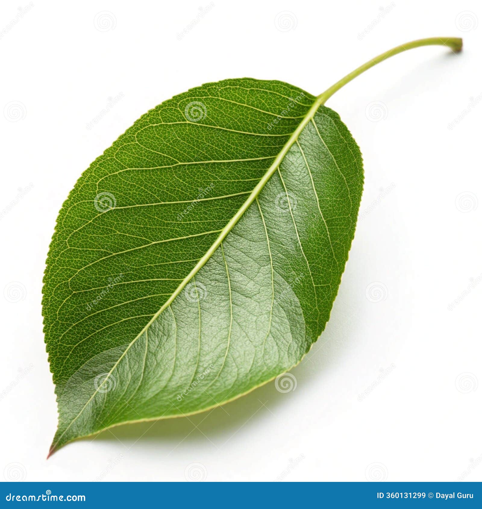 Pear And Leaf On The Branch. Fresh Fruit Tree Vector Illustration ...