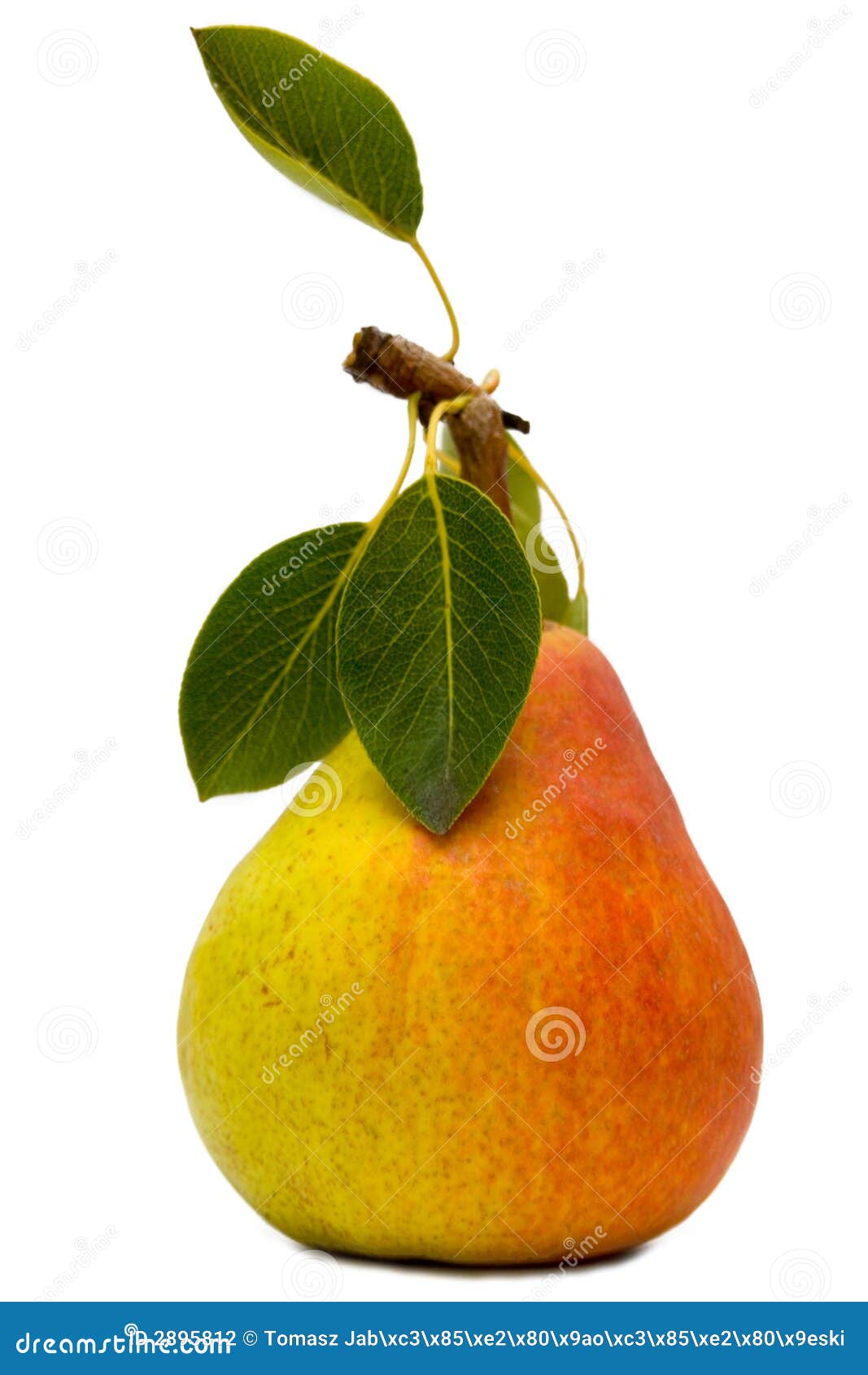 Pear with leaves stock photo. Image of fruit, calories - 2895812