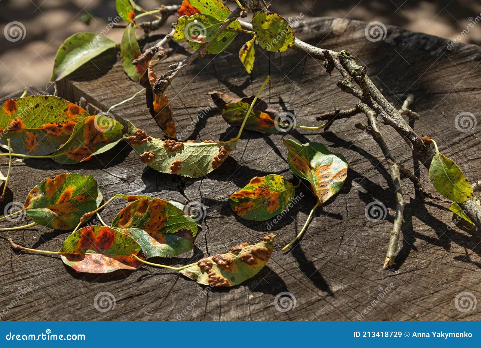 Pear Leaves Affected by Linear Rust. Diseases of Trees Stock Image ...