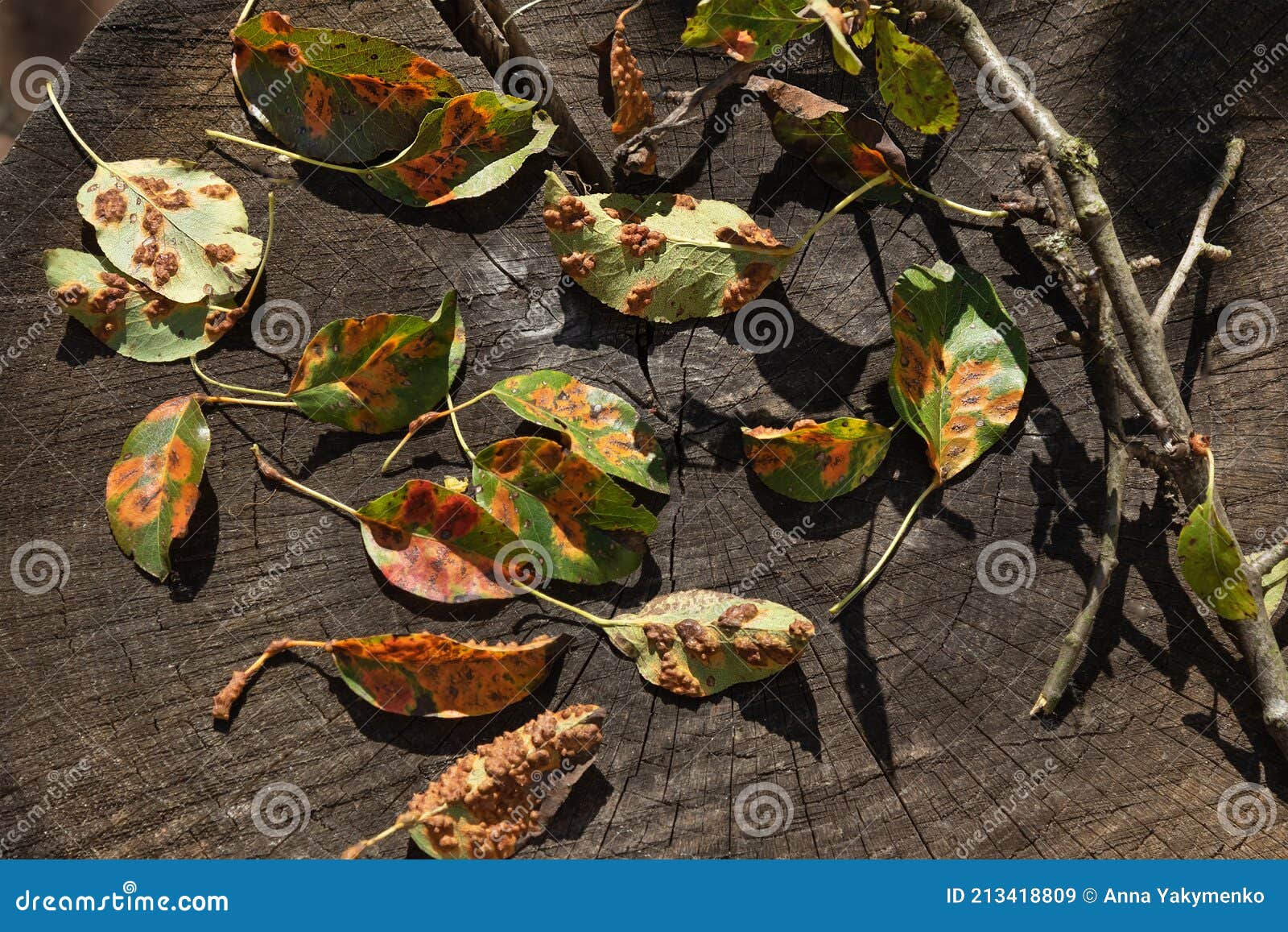 Pear Leaves Affected by Linear Rust. Diseases of Trees Stock Image ...
